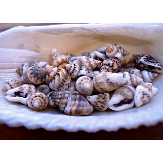 Fairy Sized Conch Shells For Miniature Gardens - 10oz Jar– Fairy Garden ...